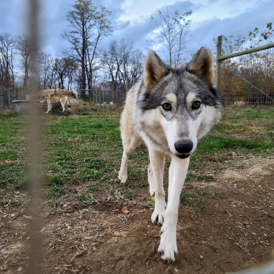 Visit the Wolf Sanctuary of PA | Lancaster County